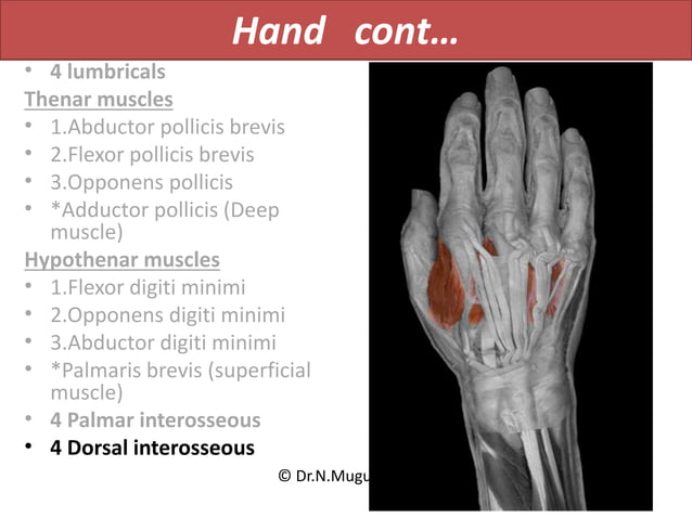 Extensor retinaculum & dorsal digital expansion Dr.N.Mugunthan