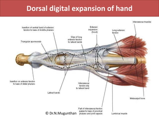 Extensor retinaculum & dorsal digital expansion Dr.N.Mugunthan