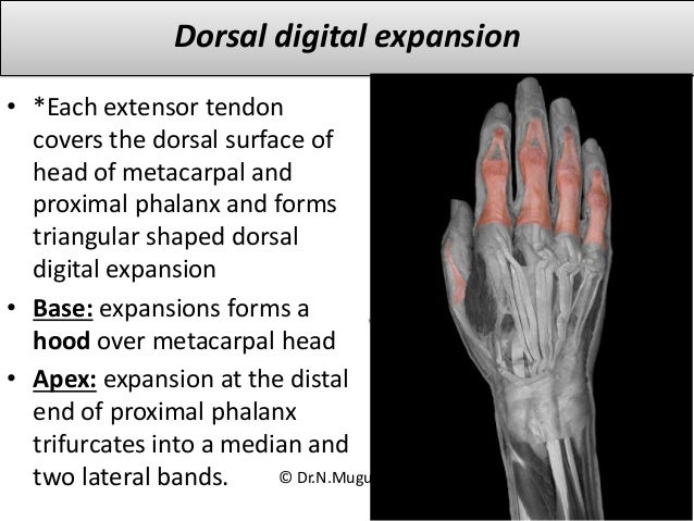 Extensor retinaculum & dorsal digital expansion Dr.N.Mugunthan