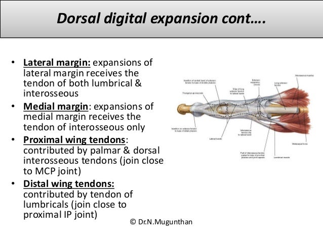 Extensor retinaculum & dorsal digital expansion Dr.N.Mugunthan