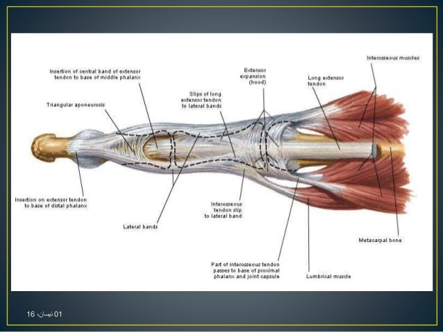 Extensor tendon injuries