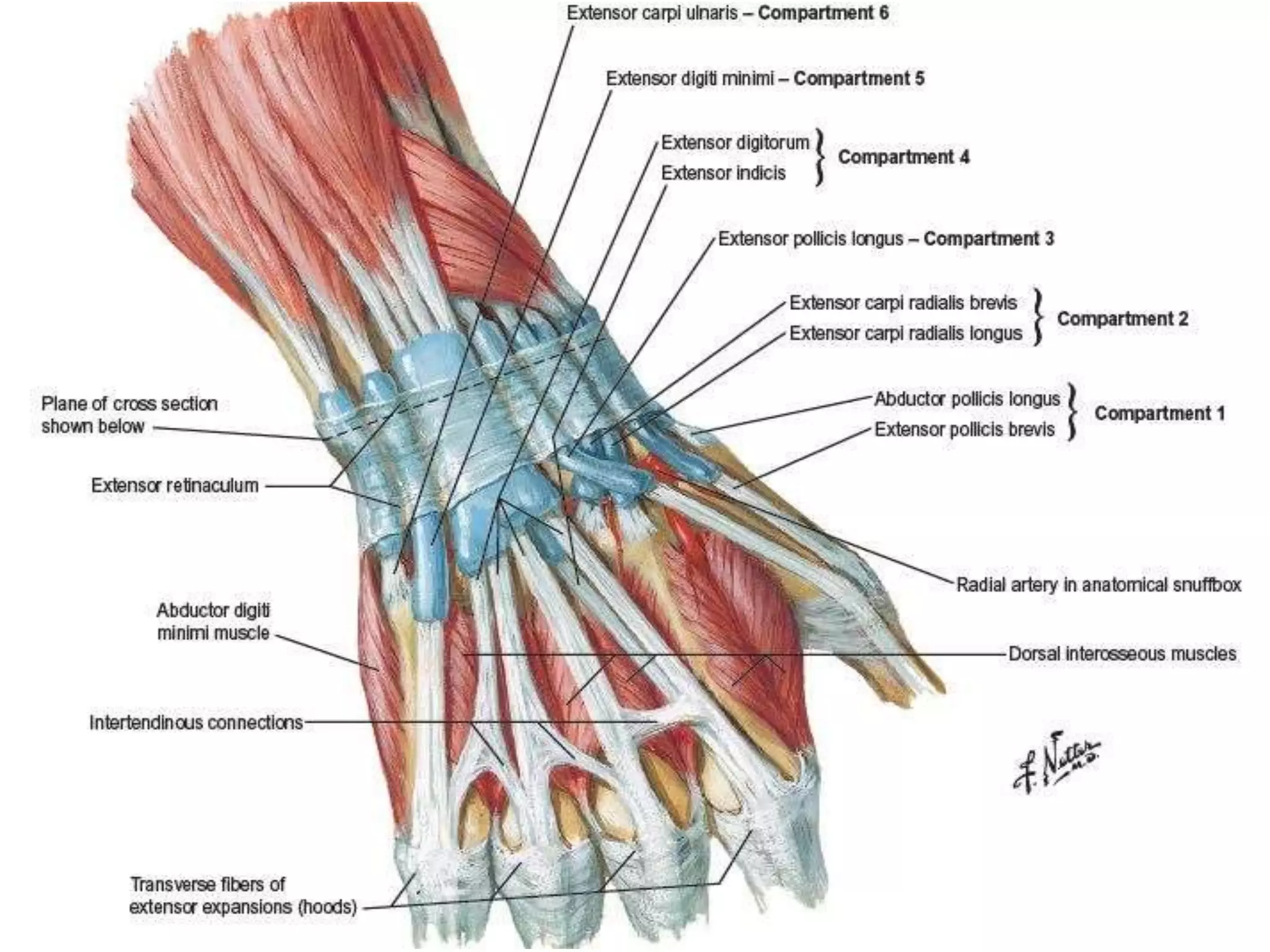Extensor tendon injuries hand | PPTX