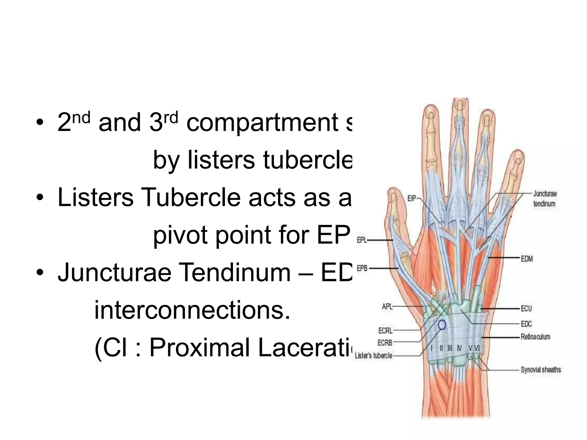 Extensor tendon injuries hand | PPTX