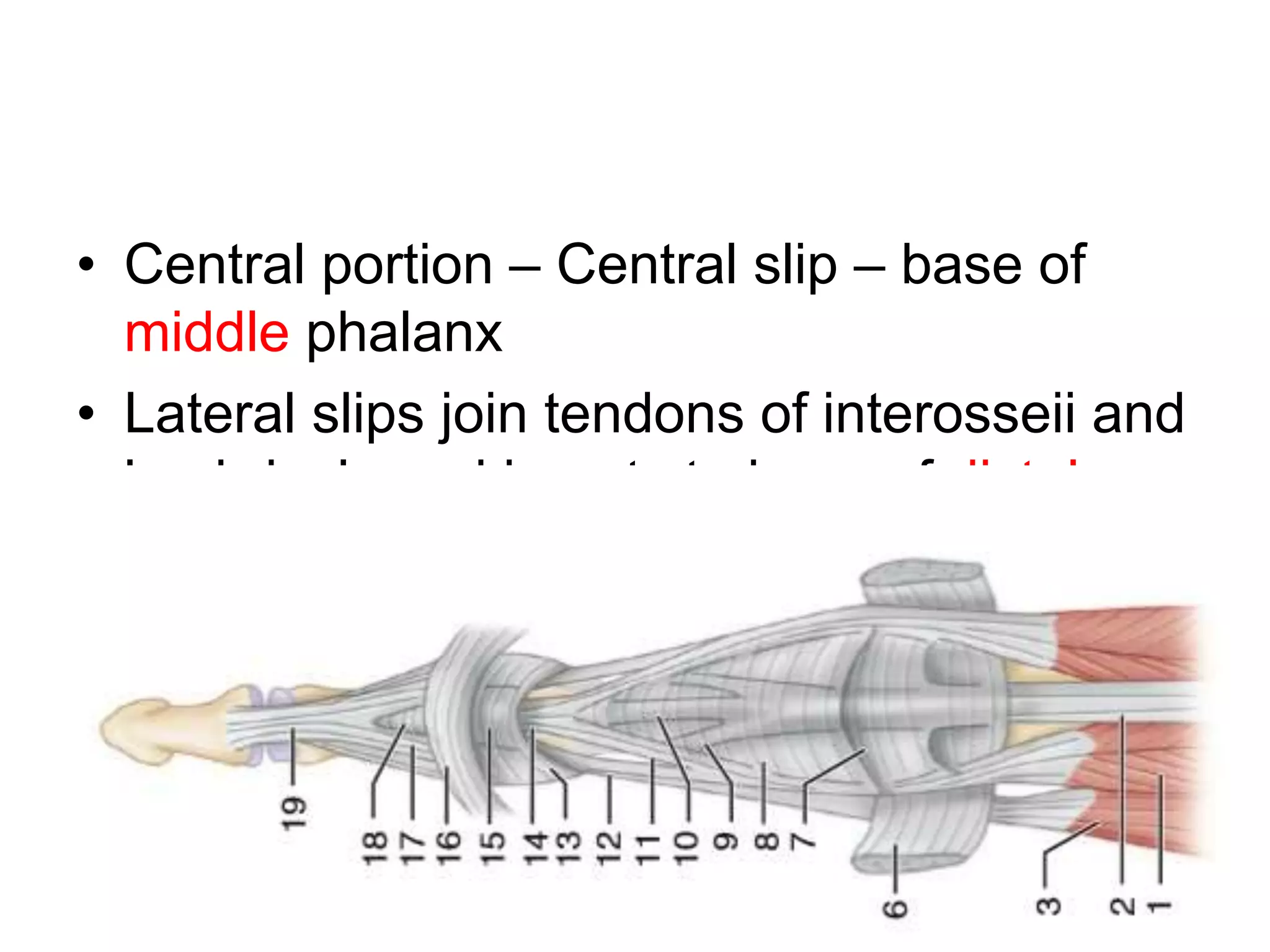 Extensor tendon injuries hand | PPTX