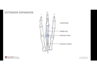 Extensor tendon injuries hand | PPTX