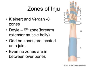 Extensor tendon injuries hand | PPTX