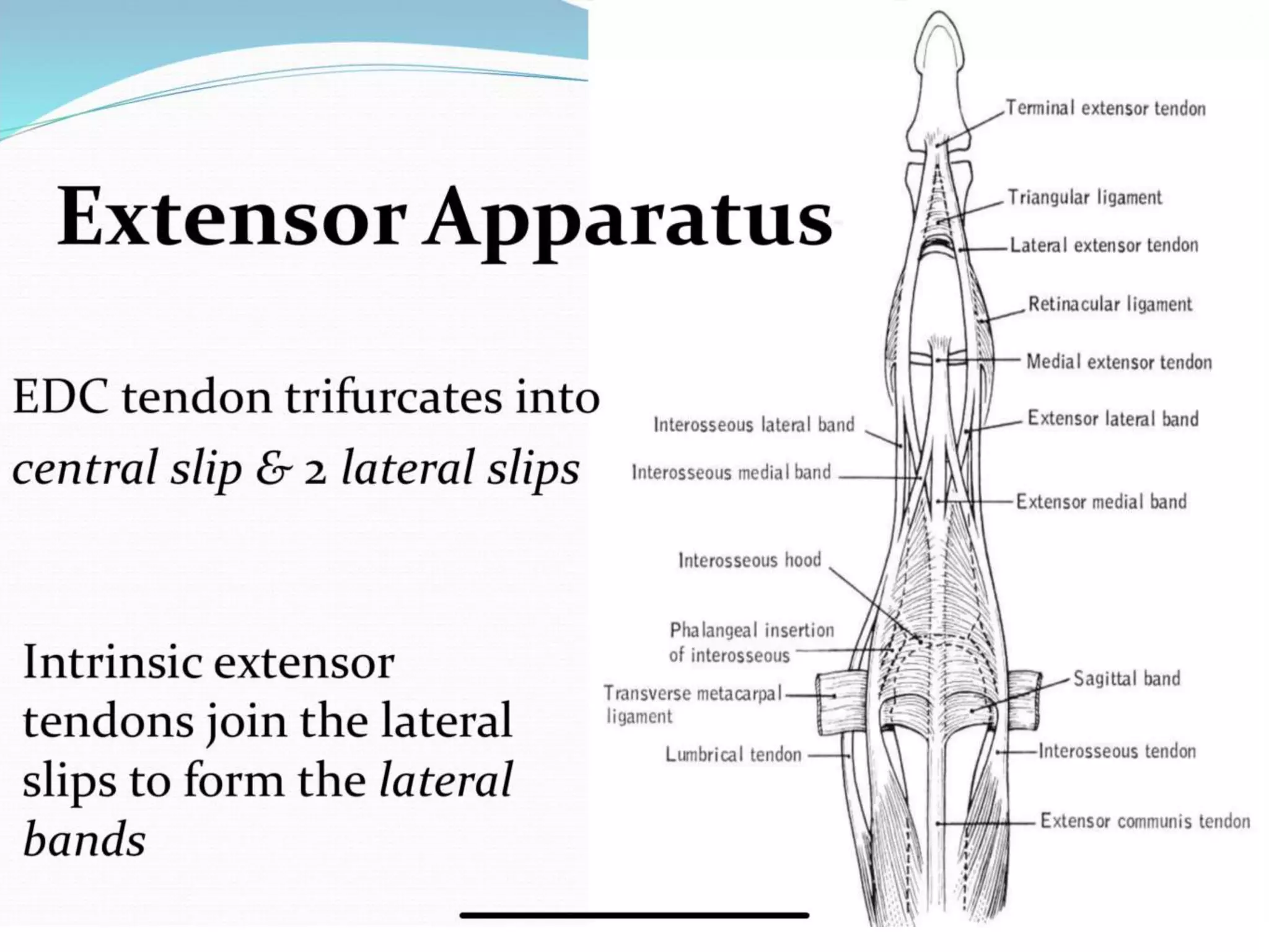 Extensor tendon injuries | PPTX