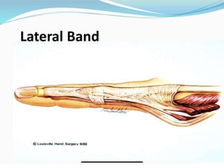 Extensor tendon injuries | PPT