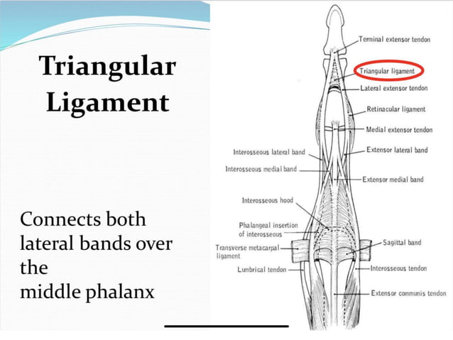 Extensor tendon injuries | PPT