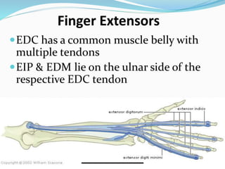Extensor tendon injuries | PPT