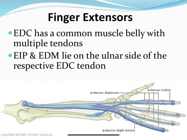 Extensor tendon injuries | PPT