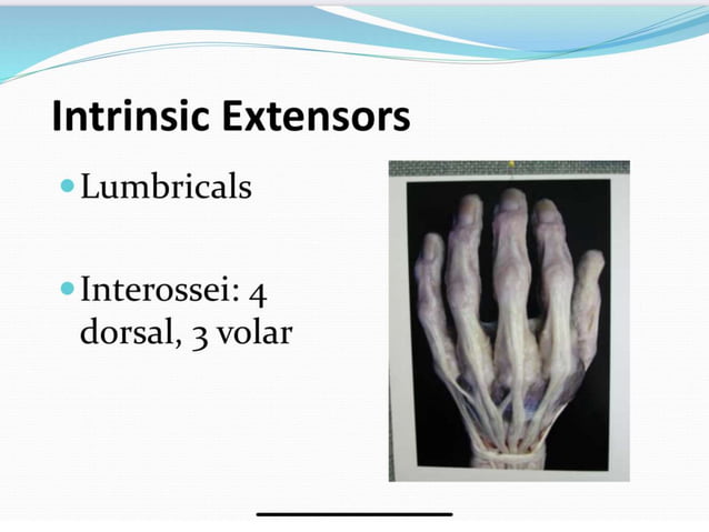 Extensor tendon injuries | PPT