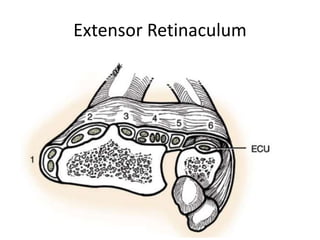 Extensor tendon injury | PPTX