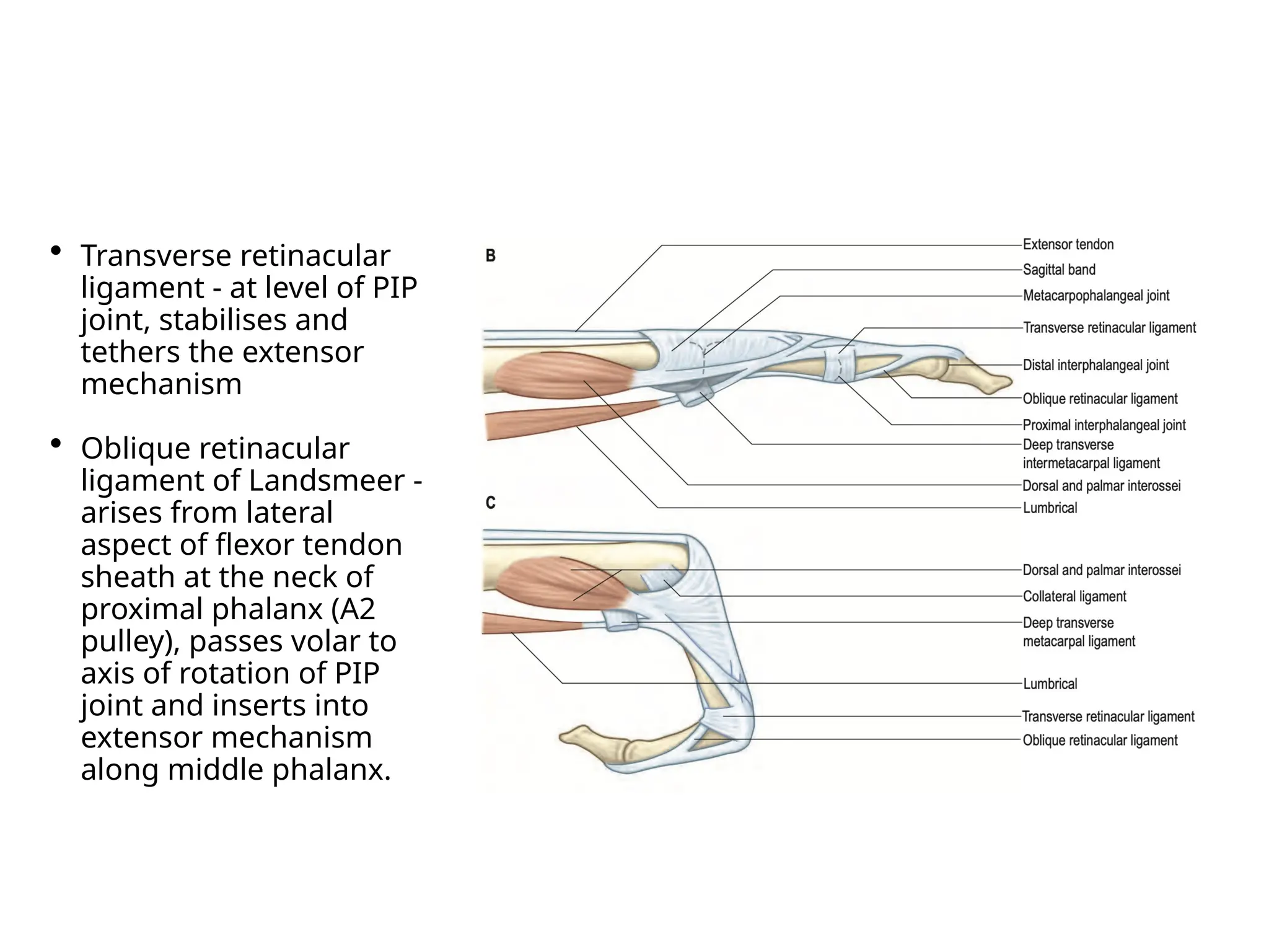 Extensor tendon anatomy, injury and its mangement pptx | PPTX