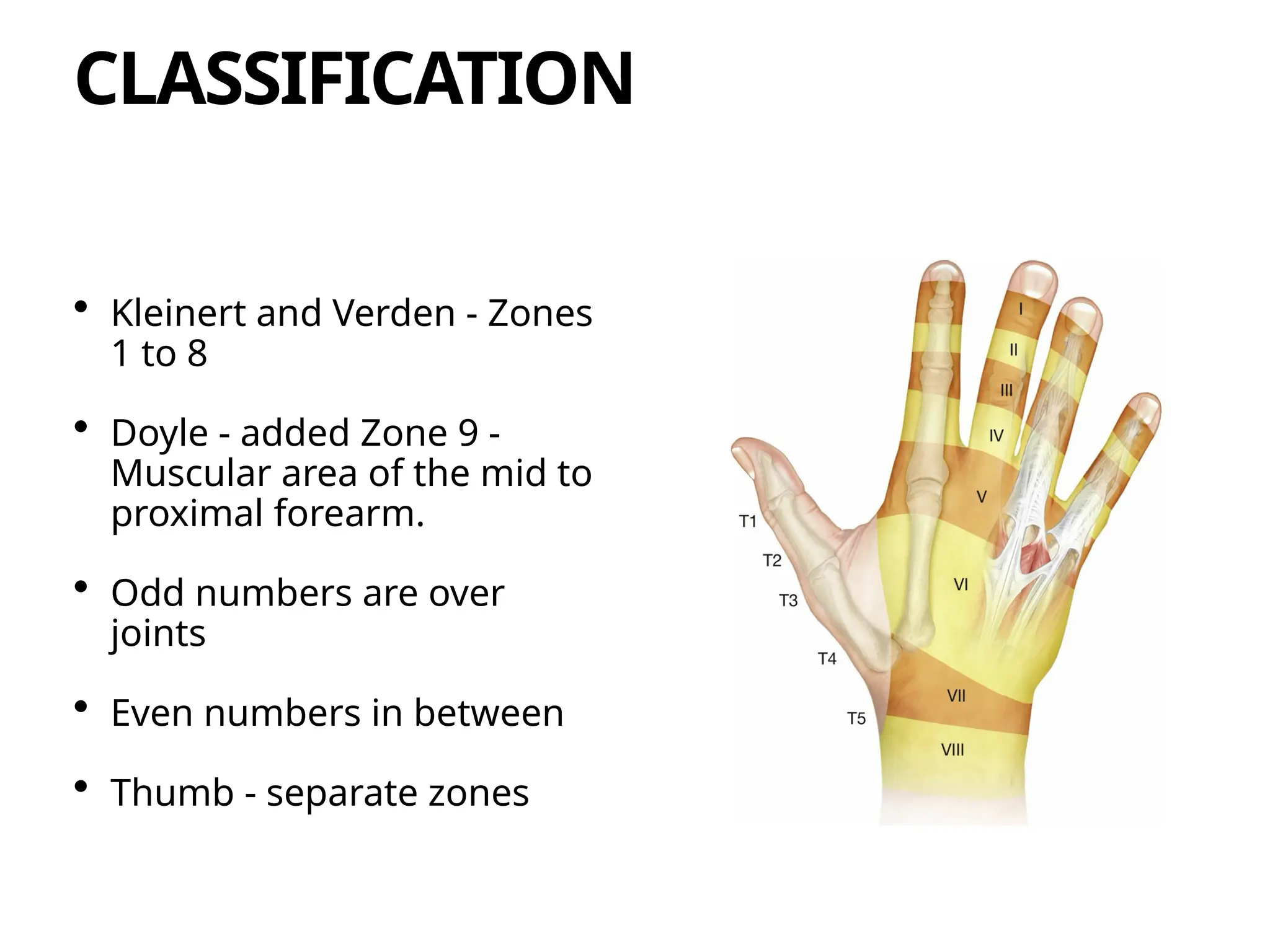 Extensor tendon anatomy, injury and its mangement pptx | PPTX