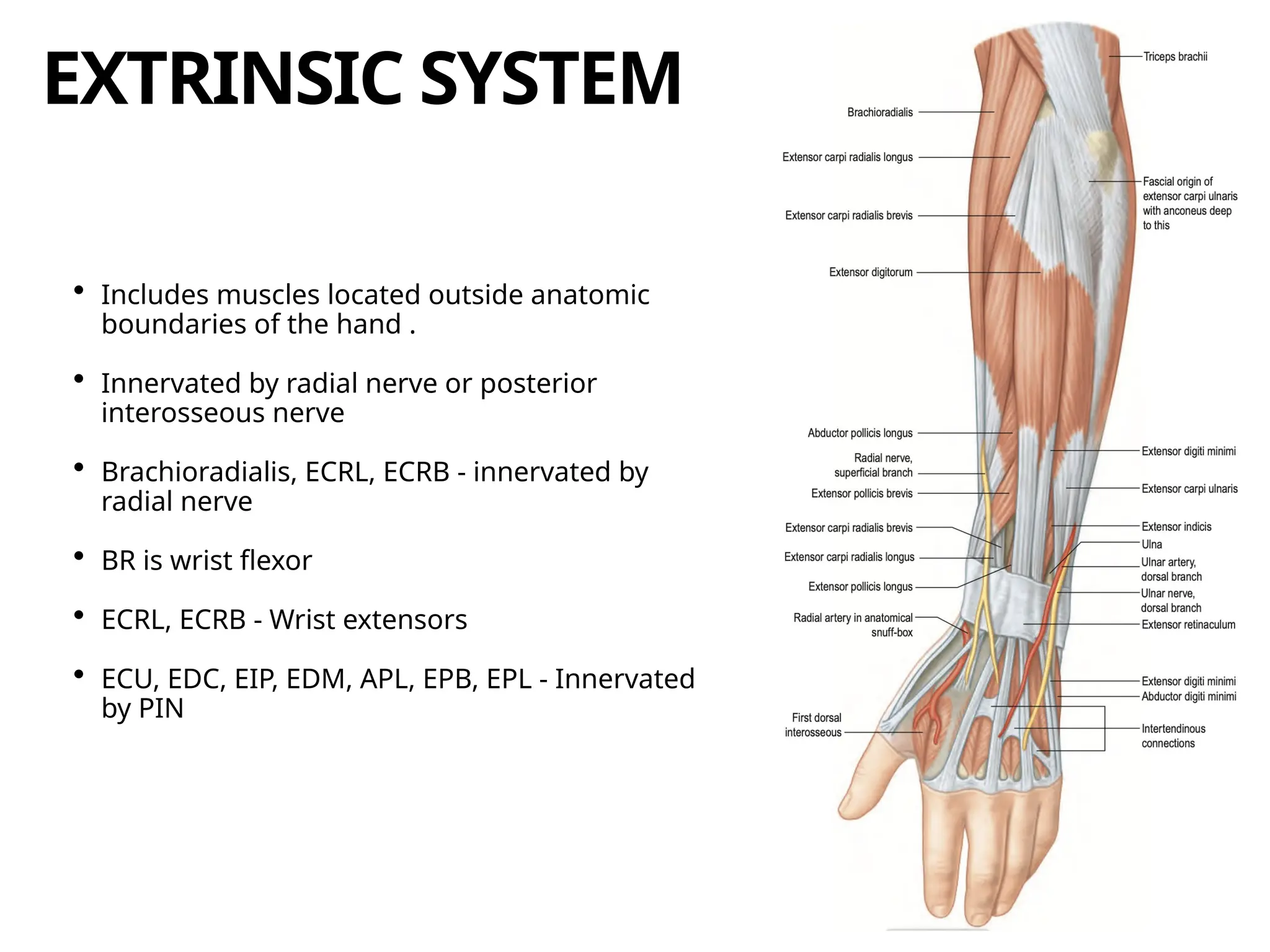 Extensor tendon anatomy, injury and its mangement pptx | PPTX | Death ...