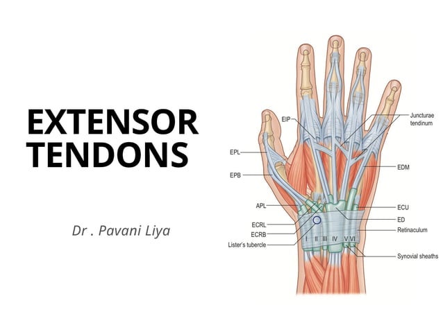 Extensor tendon anatomy, injury and its mangement pptx | PPTX | Death ...