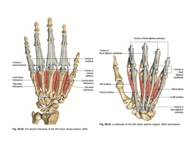 Extensor tendon anatomy, injury and its mangement pptx | PPTX | Death ...