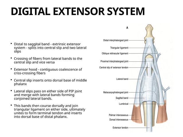 Extensor tendon anatomy, injury and its mangement pptx | PPTX | Death ...