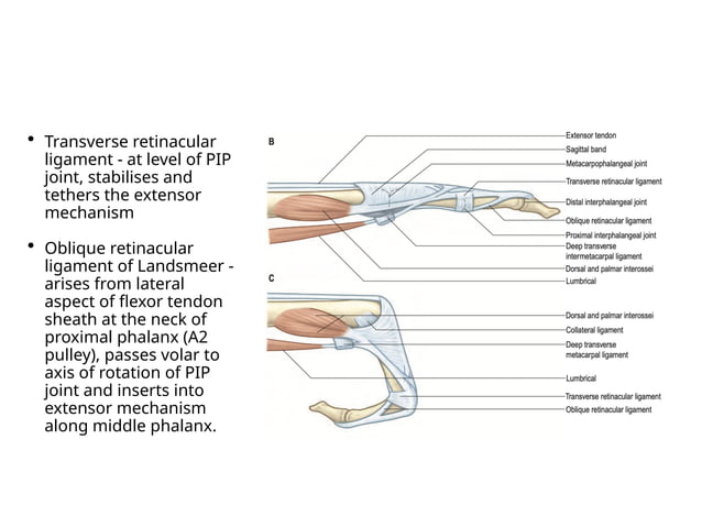 Extensor tendon anatomy, injury and its mangement pptx | PPTX | Death ...