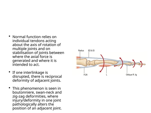 Extensor tendon anatomy, injury and its mangement pptx | PPTX | Death ...