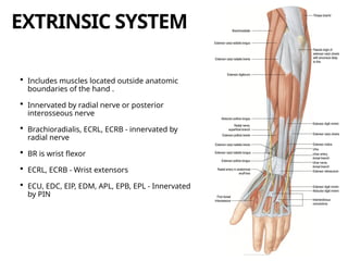 Extensor tendon anatomy, injury and its mangement pptx | PPTX