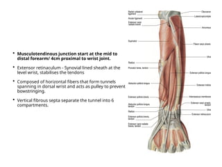Extensor tendon anatomy, injury and its mangement pptx | PPTX