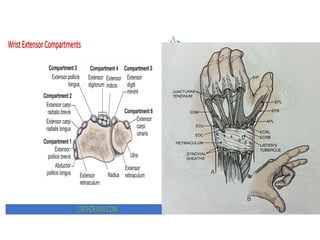 Extensor tendon anatomy, injury and its mangement pptx | PPTX