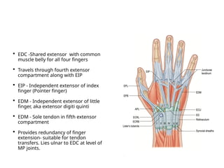 Extensor tendon anatomy, injury and its mangement pptx | PPTX