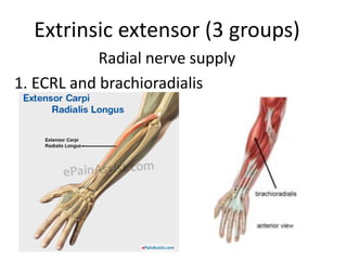 Extensor tendon tear(suthima) | PPT