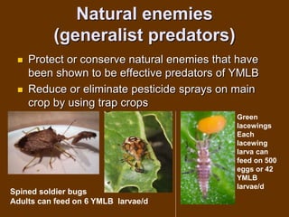 Yellowmargined flea beetle management on crucifer crops | PPTX