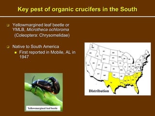 Yellowmargined flea beetle management on crucifer crops | PPTX