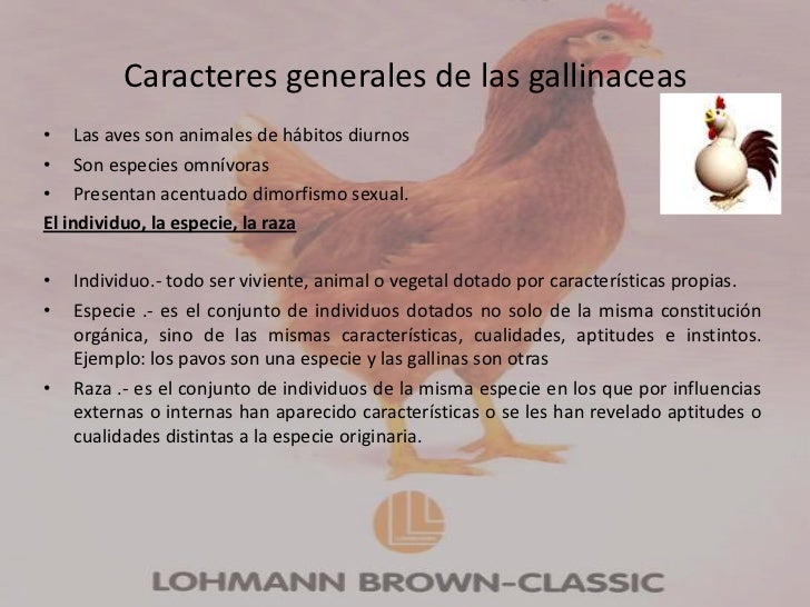 Características De Las Gallinas – SRDT