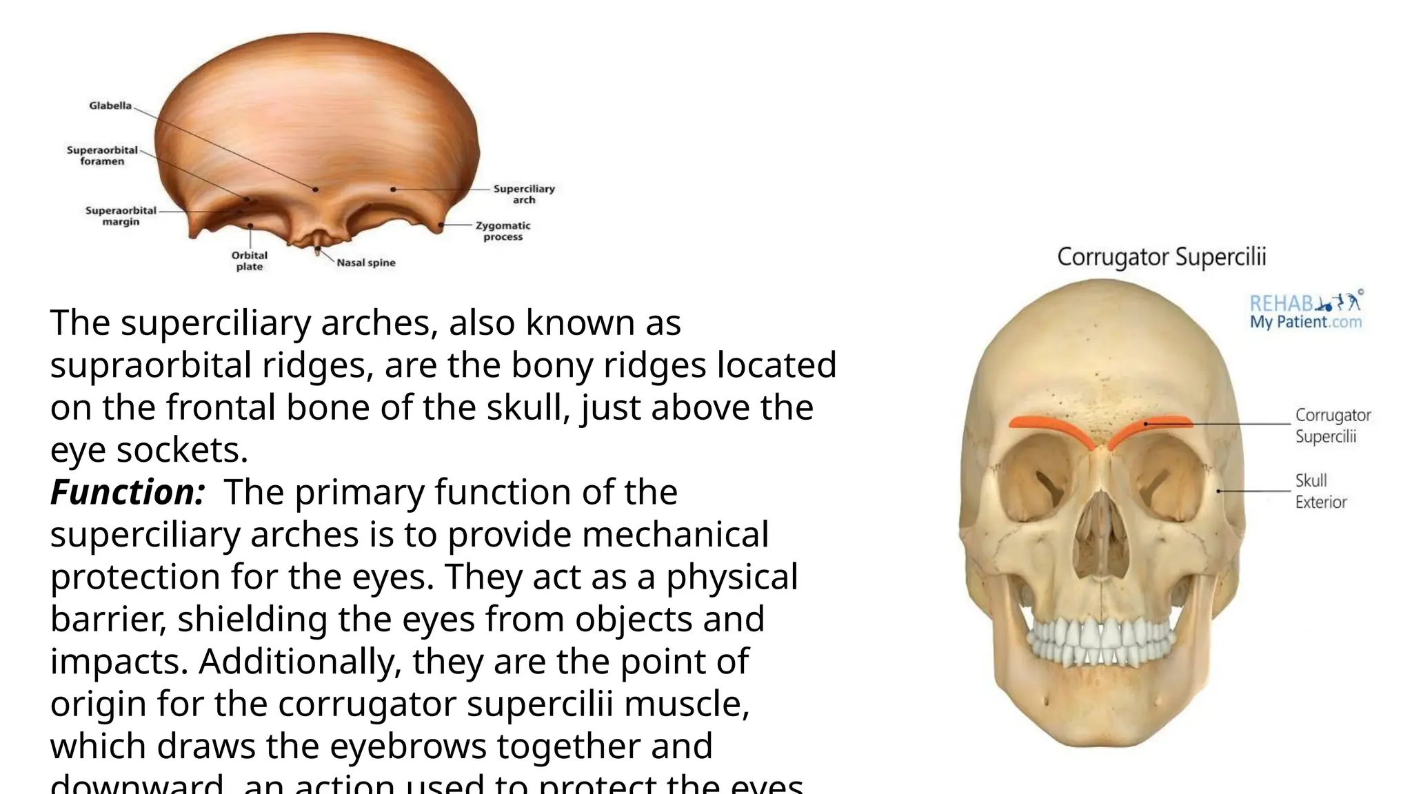 exterior of skull (skull views anterior posterior and lateral) | PPTX