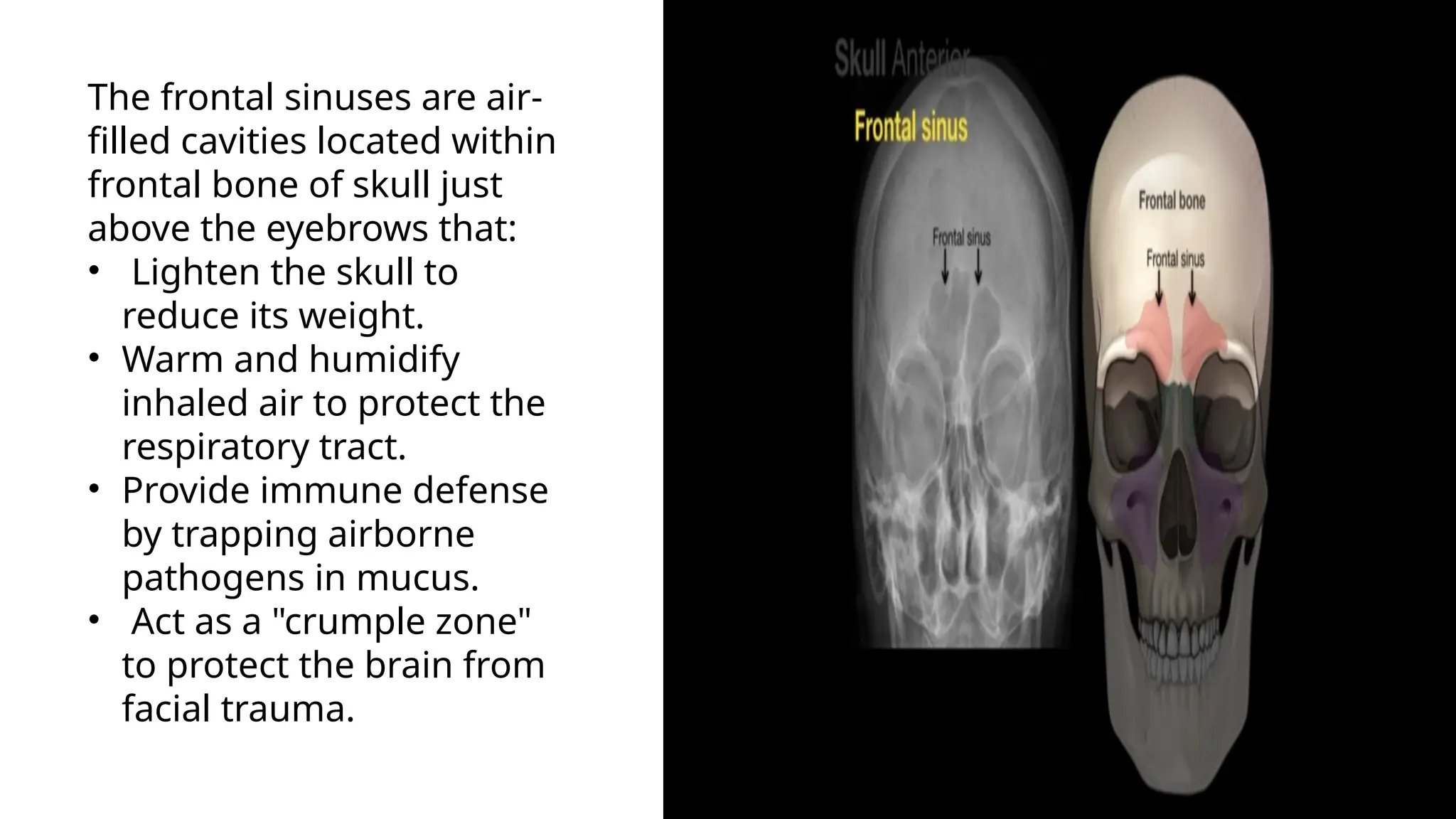 exterior of skull (skull views anterior posterior and lateral) | PPTX