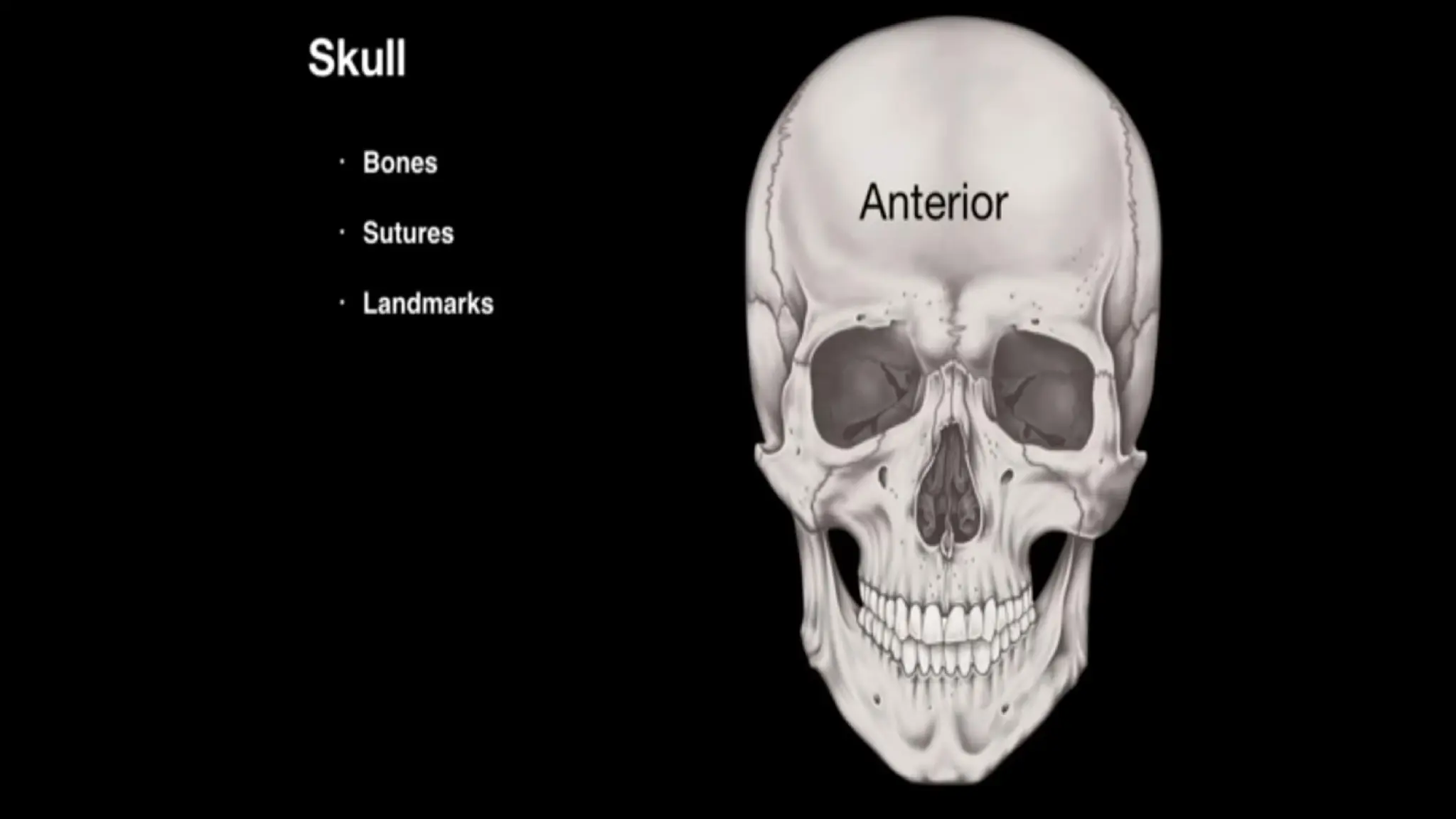 exterior of skull (skull views anterior posterior and lateral) | PPTX