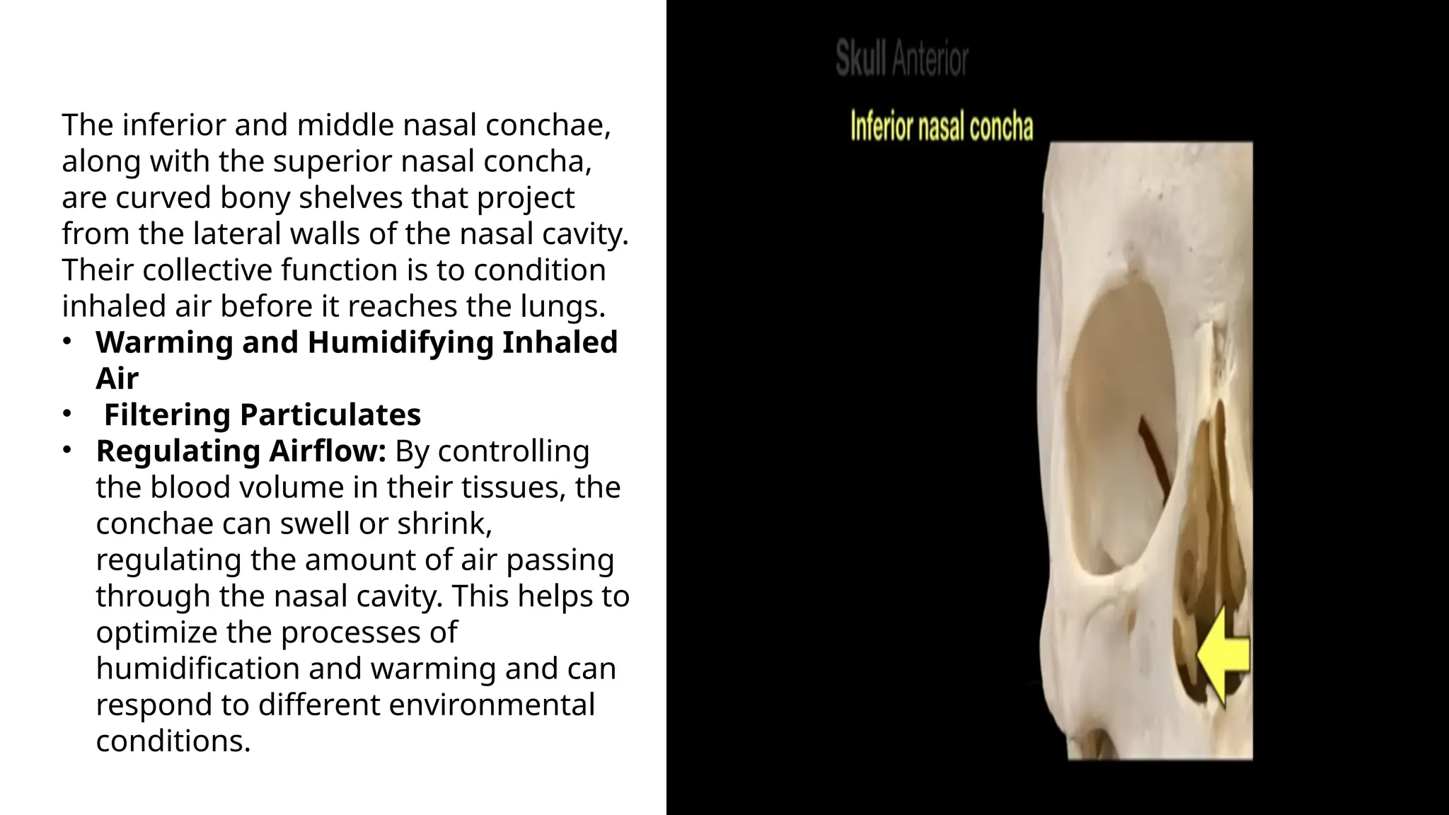 exterior of skull (skull views anterior posterior and lateral) | PPTX