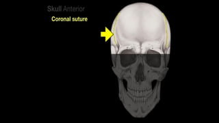 exterior of skull (skull views anterior posterior and lateral) | PPTX