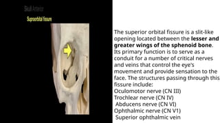 exterior of skull (skull views anterior posterior and lateral) | PPTX