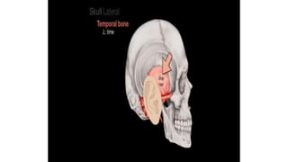 exterior of skull (skull views anterior posterior and lateral) | PPTX