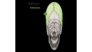 exterior of skull (skull views anterior posterior and lateral) | PPTX