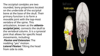 exterior of skull (skull views anterior posterior and lateral) | PPTX
