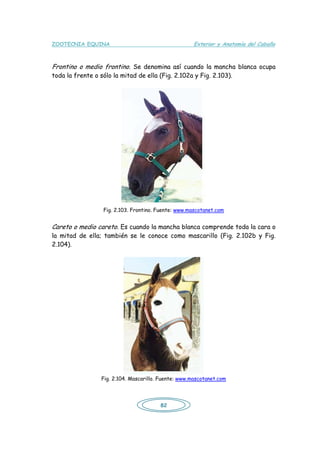 Exterior y anatomia del caballo | PDF