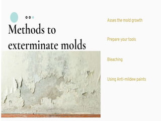 Exterminating the mold on your wall with expert advice. | PPTX