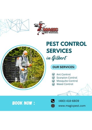 Spider Control Services at Magic Pest Control in Gilbert, Queen Creek ...