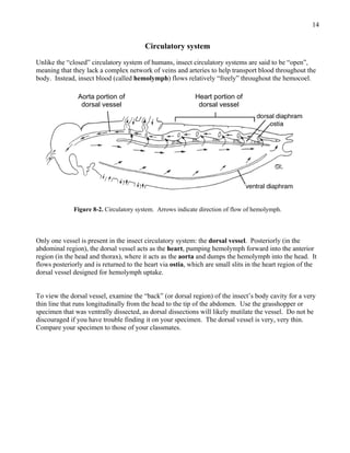 external-morphology.pdf by ayush rai insect head | PDF