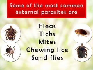 Most Common External Parasites on Dogs and Cats | PPTX