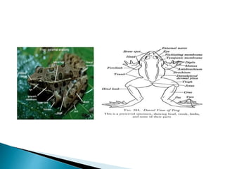 External anatomy of a frog | PPTX
