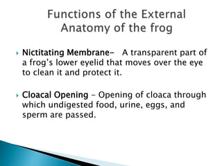 External anatomy of a frog | PPTX
