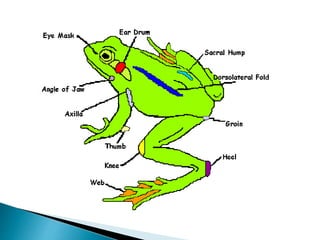 External anatomy of a frog | PPTX